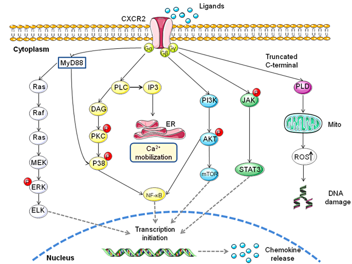 A key regulator of tumor-associated neutrophils: the CXCR2 chemokine receptor | Journal of ...