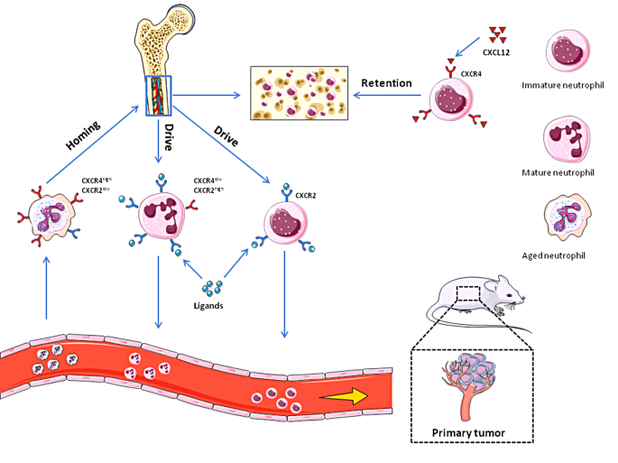 A key regulator of tumor-associated neutrophils: the CXCR2 chemokine ...