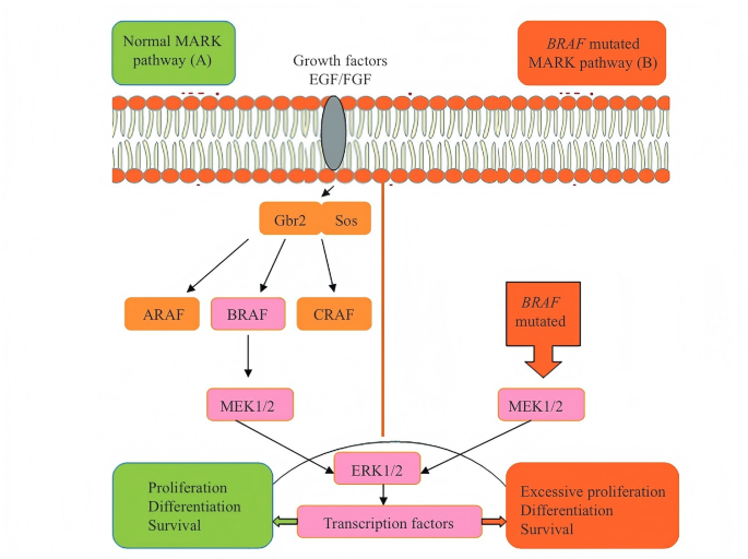 BRAF mutations in ovarian cancer: immune microenvironment and ...