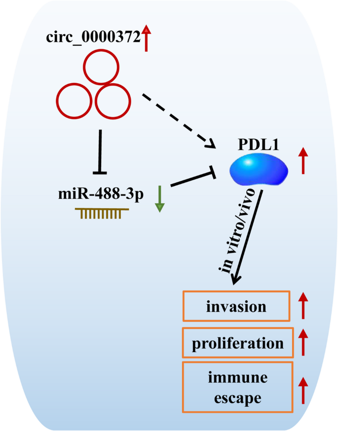 Knockdown of circ_0000372 elevates PD-L1 level through sponging miR-488 ...
