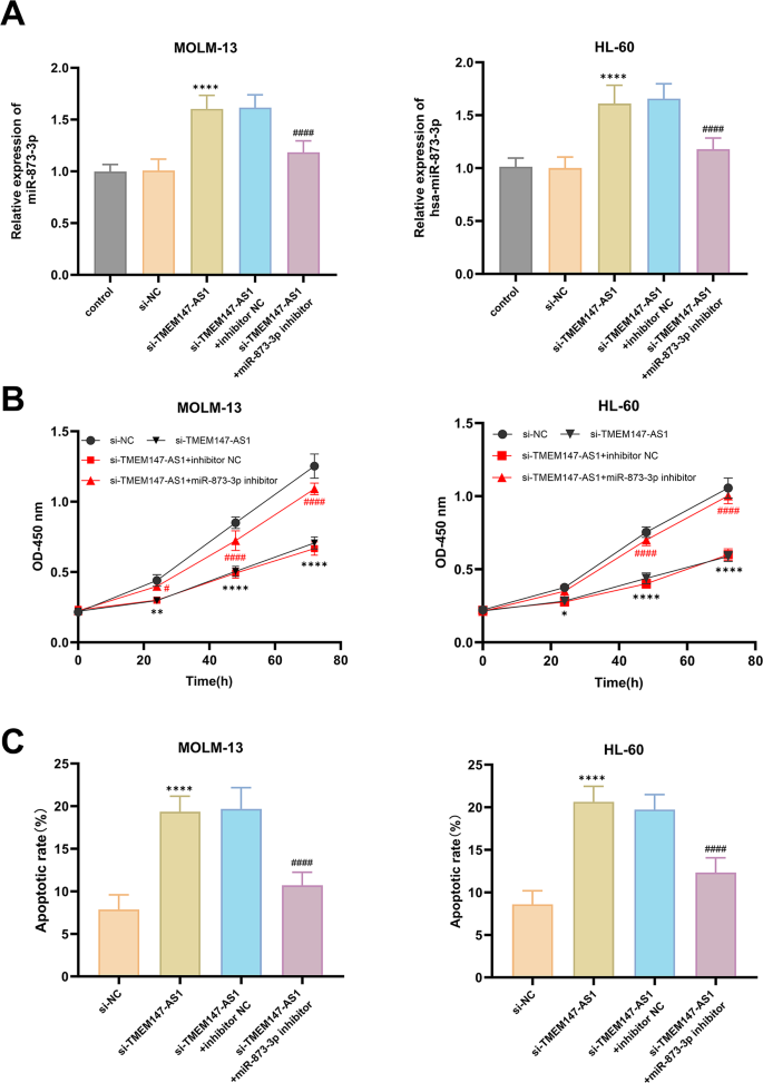 lncRNA TMEM147-AS1 promotes acute myeloid leukemia development by ...