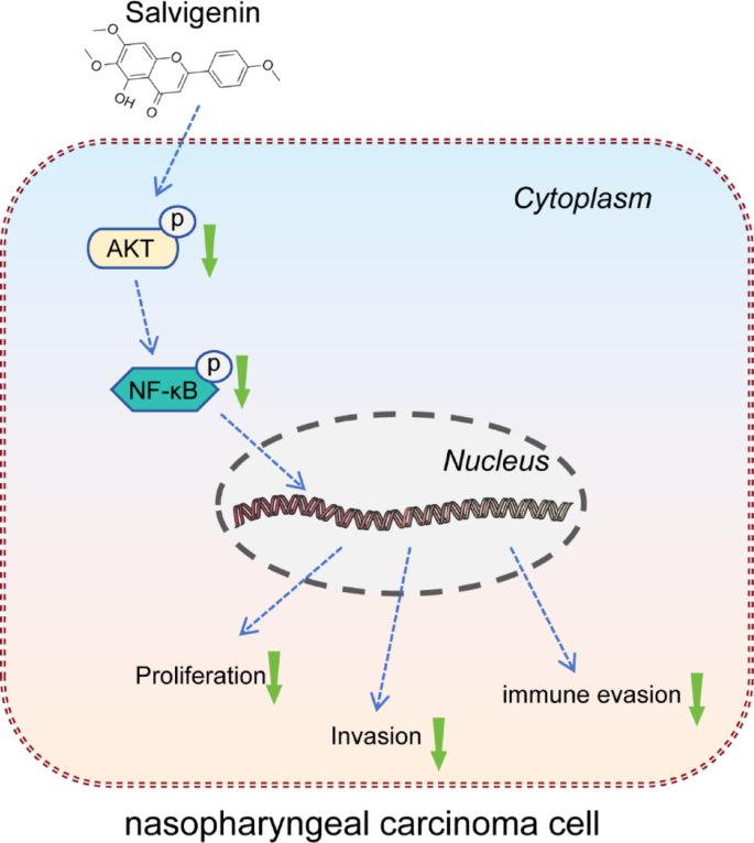 Salvigenin: a natural ally against nasopharyngeal carcinoma's malignant ...