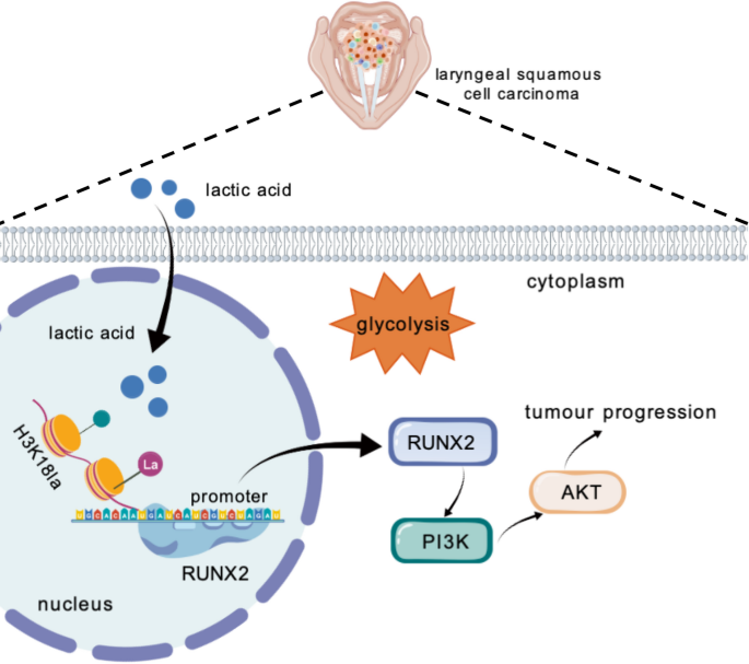 Histone H3K18 lactylation-dependent epigenetic activation of RUNX2 ...