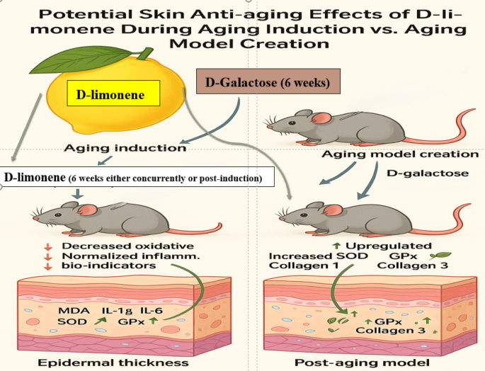 D-limonene attenuates D-galactose-induced skin aging mouse model ...