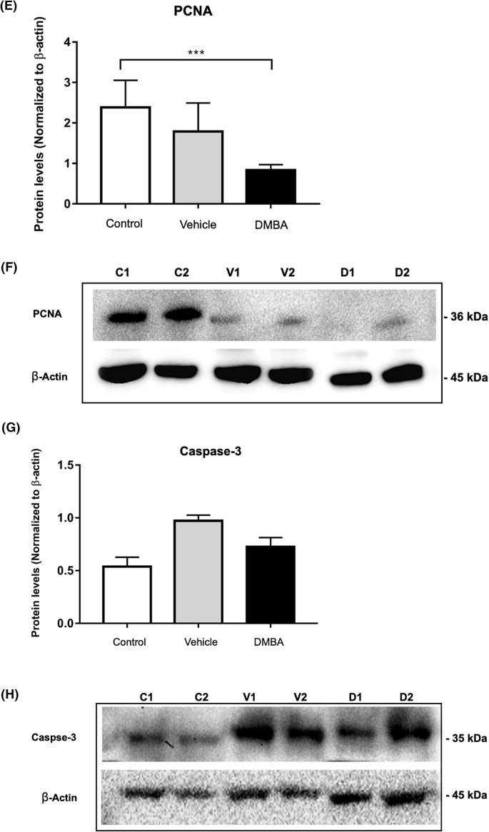 Detection of c-Abl and mTERT expression by DMBA-ınduced mouse model of ...