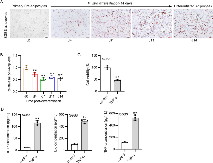 MiR-874-3p suppresses TNF-α-induced inflammation in adipocytes by ...