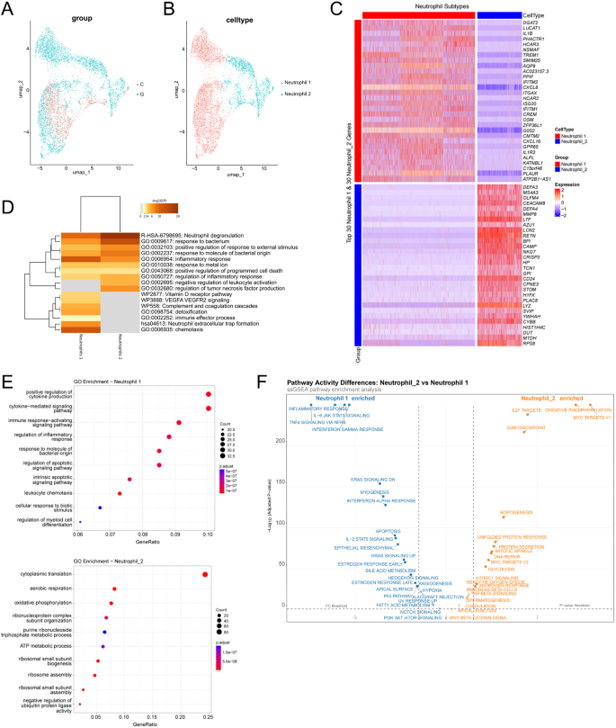 Single-cell sequencing reveals that neutrophils mediate the ...