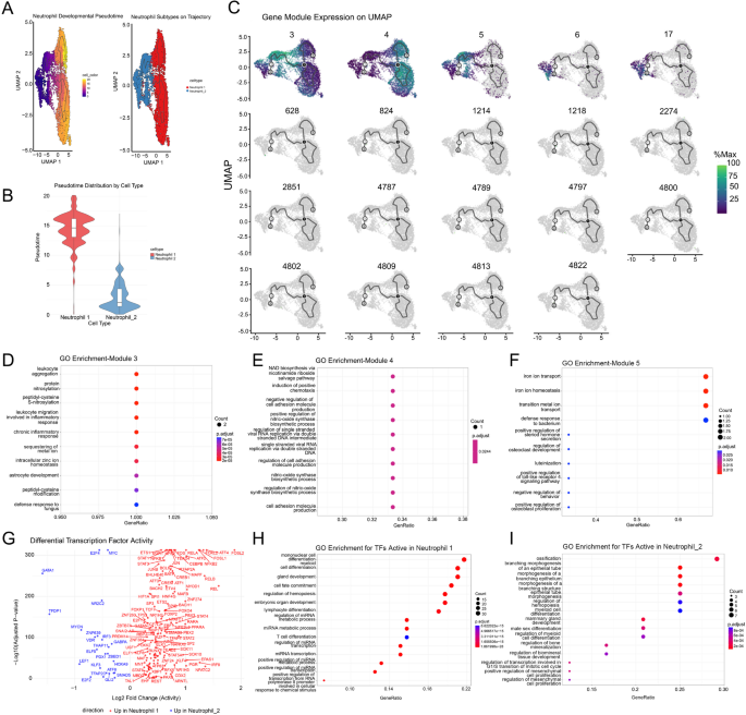 Single-cell sequencing reveals that neutrophils mediate the ...
