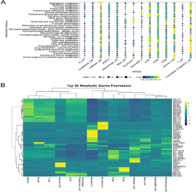 Single-cell sequencing reveals that neutrophils mediate the ...