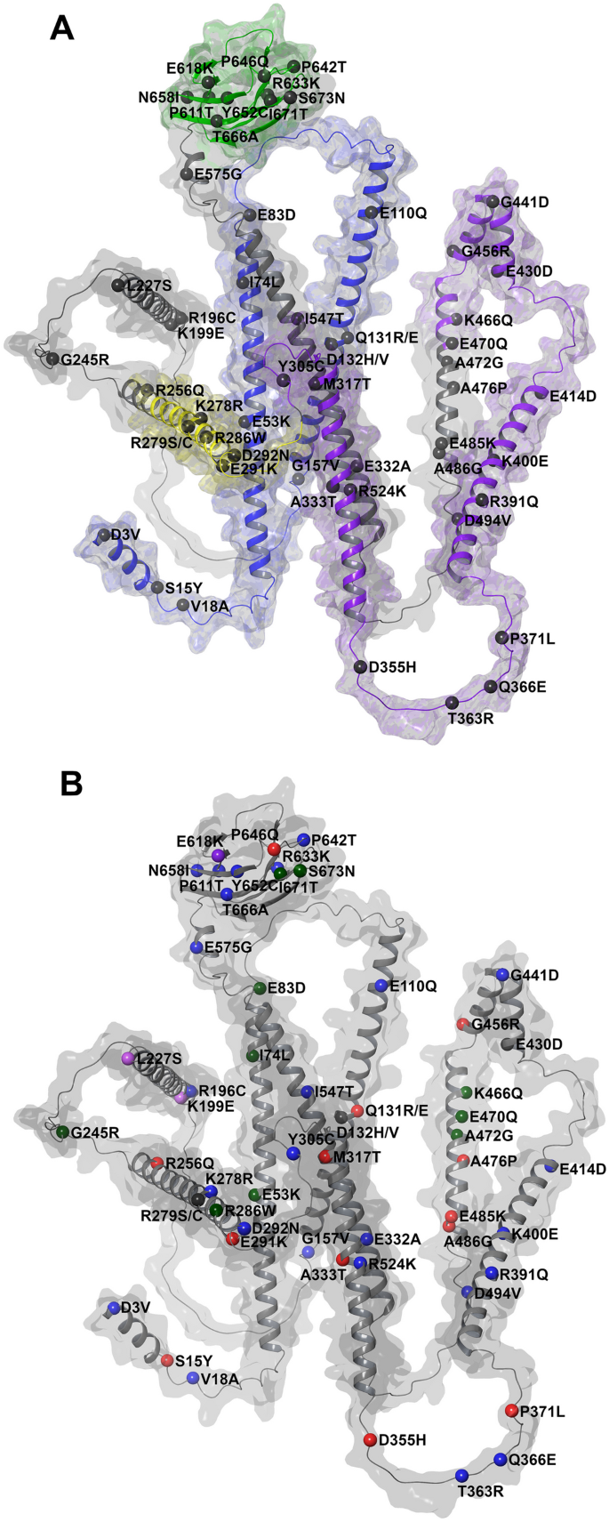 Nexilin in cardiomyopathy: unveiling its diverse roles with special ...