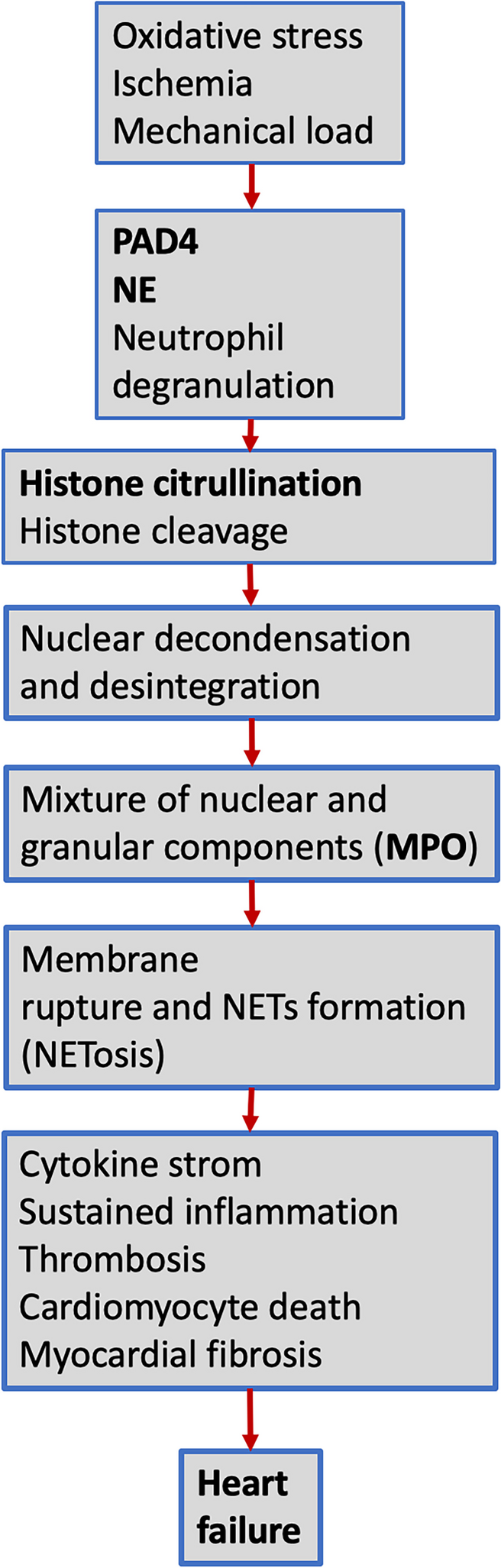 The role of NETosis in heart failure | Heart Failure Reviews