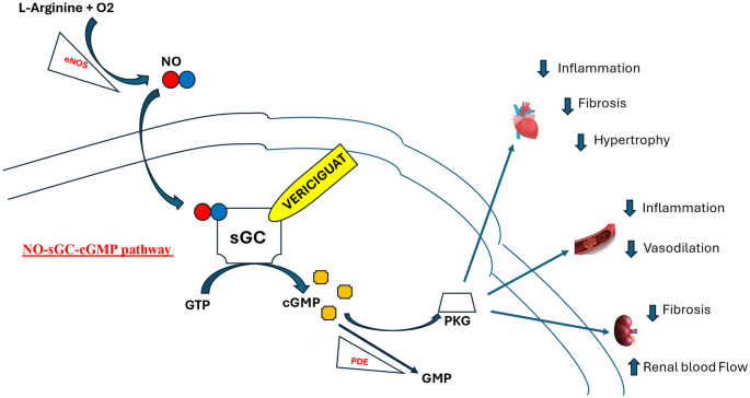 Vericiguat in heart failure with reduced ejection fraction: hope or ...