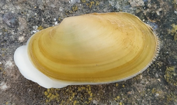 Synopsis of the European Freshwater Mussels: Pseudunio auricularius ...