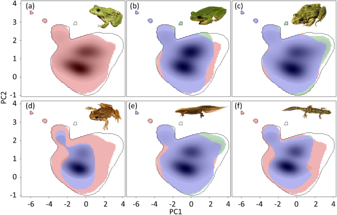 One frog to rule them all: wide environmental niche of invasive marsh ...