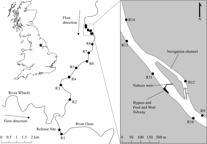 Factors influencing European river lamprey passage at a tidal river ...