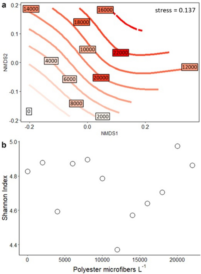 The entrainment of polyester microfibers modifies the structure and ...
