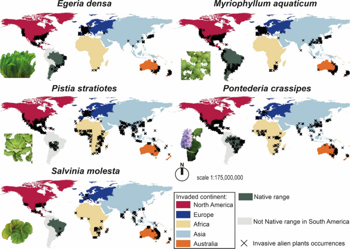 Ecological niche dynamics across continents for aquatic plants native ...