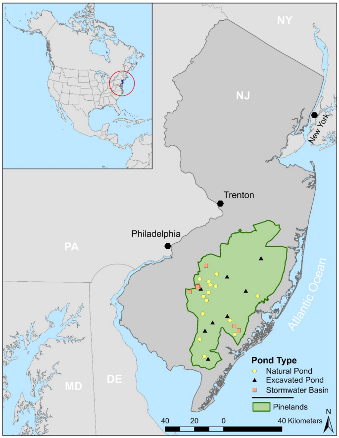 Protistan assemblages in natural and man-made intermittent ponds of the ...