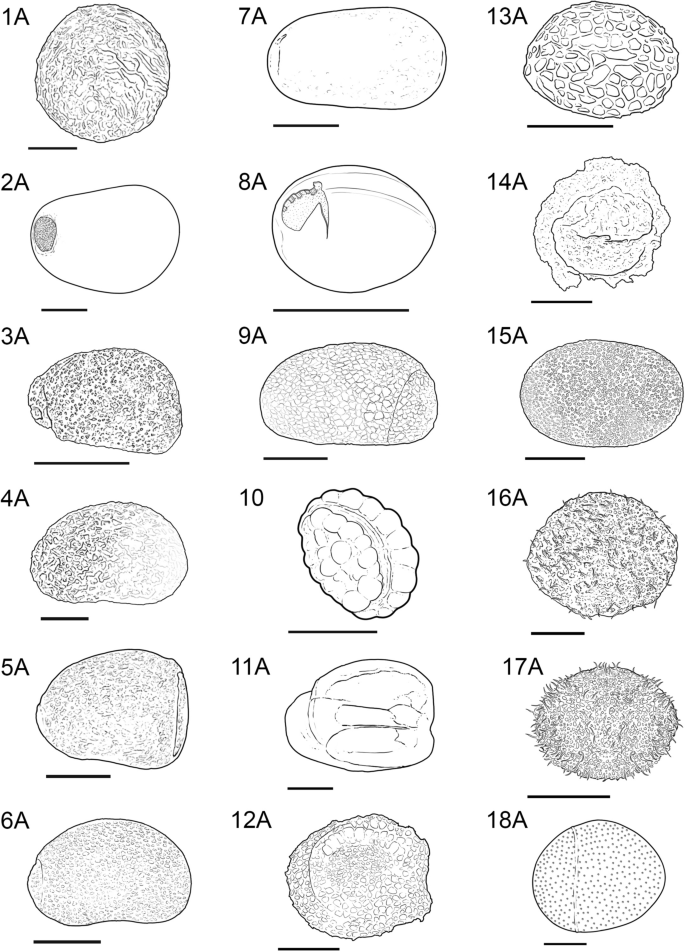 Diversity of diapausing egg ornamentation in rotifer species ...