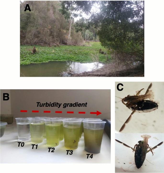 Increased water turbidity reduces Notonecta melaena predation on the ...