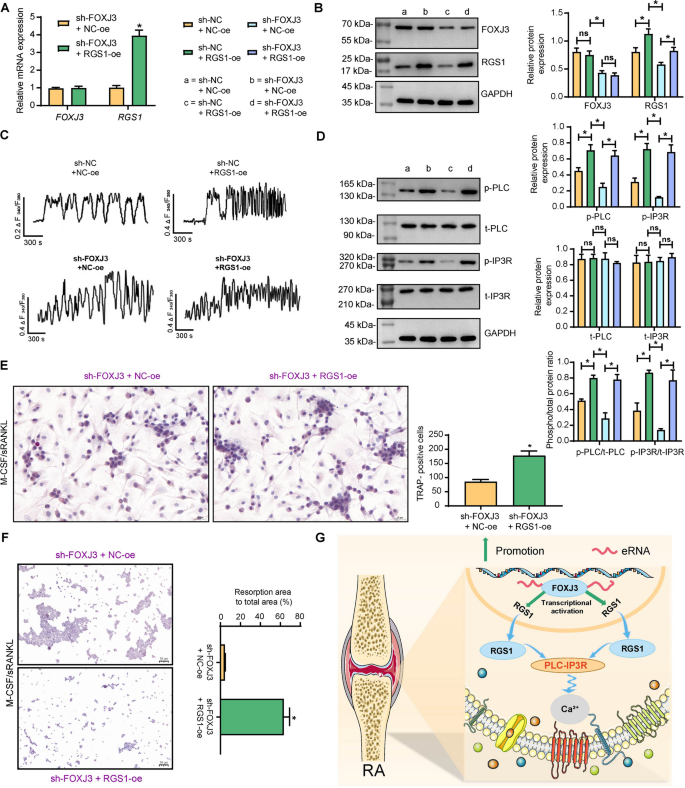 RGS1 Enhancer RNA Promotes Gene Transcription by Recruiting ...