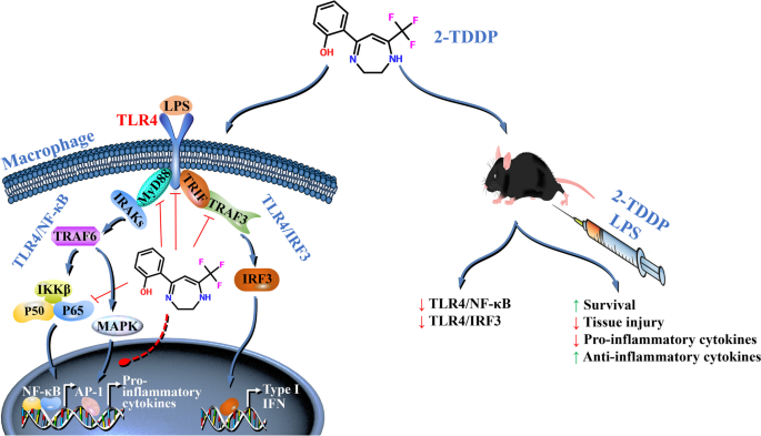 Protective Effects of a Dihydrodiazepine Against Endotoxin Shock ...