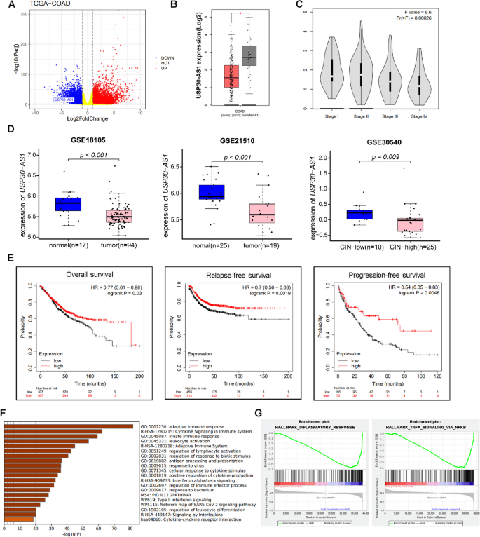 USP30-AS1 Suppresses Colon Cancer Cell Inflammatory Response Through NF ...