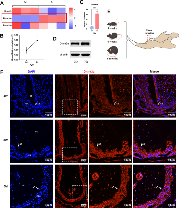 Dnmt3a-mediated DNA Methylation Regulates P. gingivalis-suppressed ...