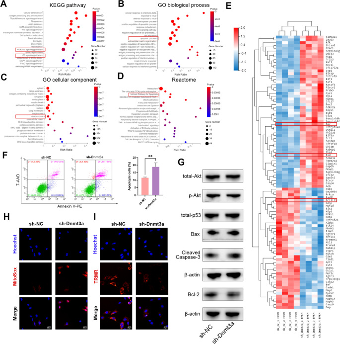 Dnmt3a-mediated DNA Methylation Regulates P. gingivalis-suppressed ...
