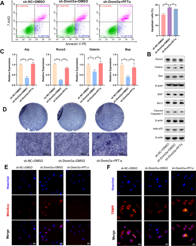 Dnmt3a-mediated DNA Methylation Regulates P. gingivalis-suppressed ...