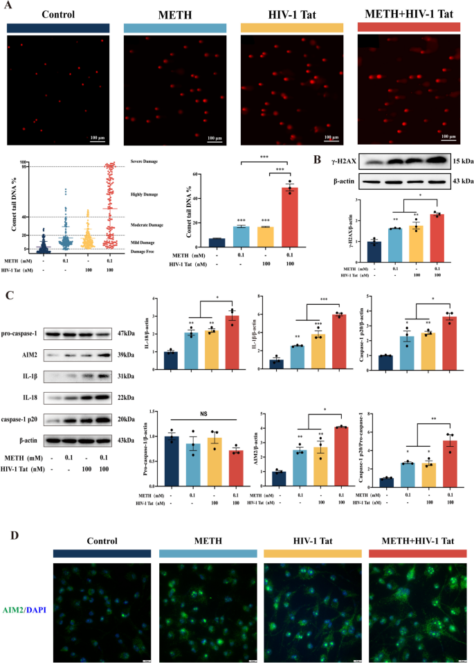Methamphetamine and HIV-1 Tat Synergistically Induce Microglial Pyroptosis Via Activation of the ...