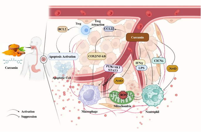 From bench to bedside: exploring curcumin-driven signaling pathways in ...