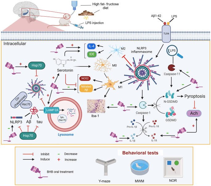 Chaperone-mediated autophagy, heat shock protein 70, and serotonin ...