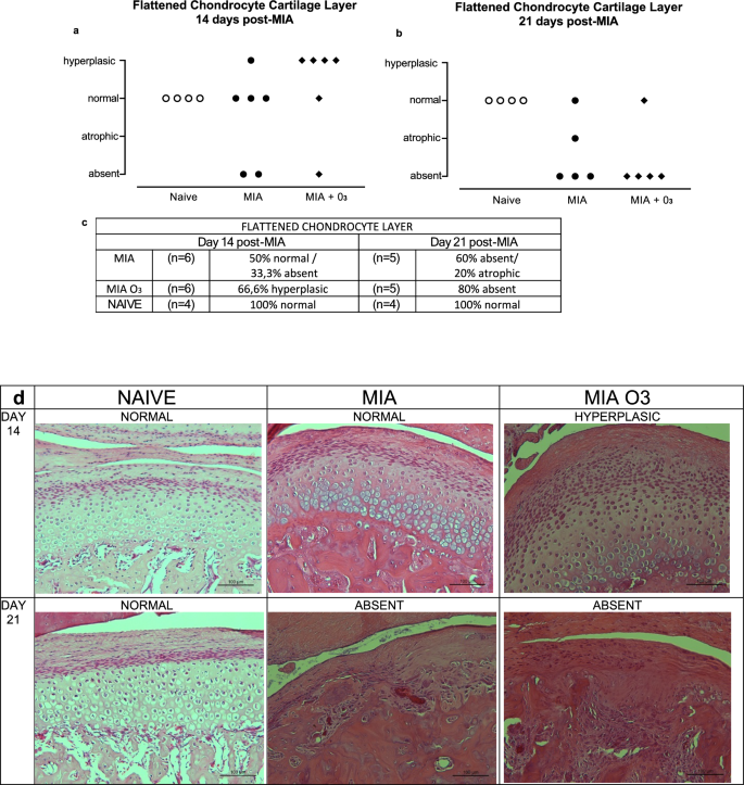 Protective effects of ozone therapy on cartilage degeneration in ...