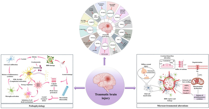 Unlocking therapeutic potential in traumatic brain injury: exploring microenvironmental targets ...