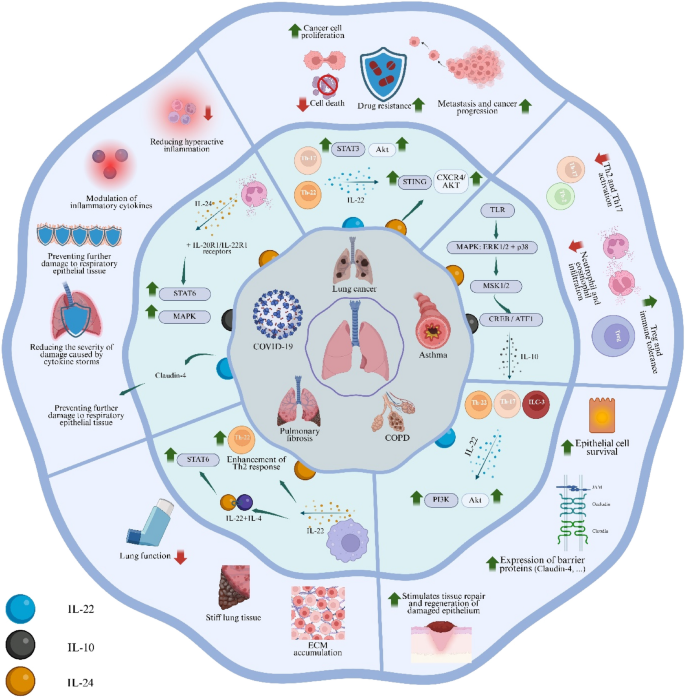 Interleukin-10 family cytokines: key regulators and novel therapeutic targets for respiratory ...