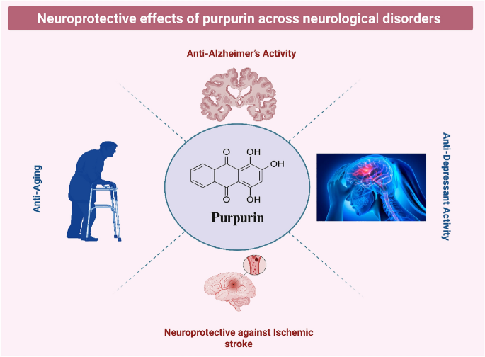 Therapeutic potential of purpurin, a natural anthraquinone dye, in ...