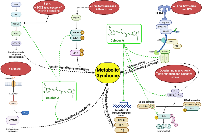 Anti-inflammatory effects of Calebin A on metabolic syndrome via NF-κB signaling pathway ...