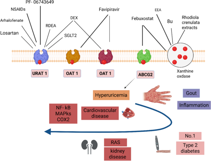 URAT1 and GLUT9 as drug targets in gout: progress in transporter ...