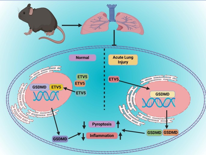 Targeting gasdermin D–mediated pyroptosis: a precision anti ...
