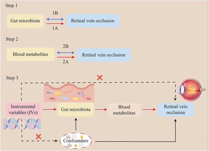 Genetic prediction of the effect of gut microbiota on retinal vein ...