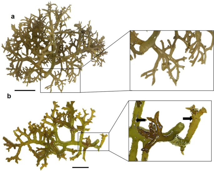 Comparative analysis of the temporal abundance of the epiphytic pest ...