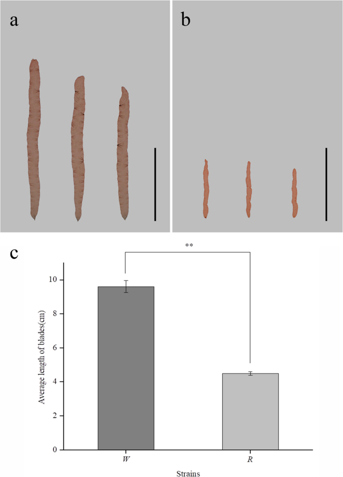Screening and analysis of candidate genes related to the blade length ...