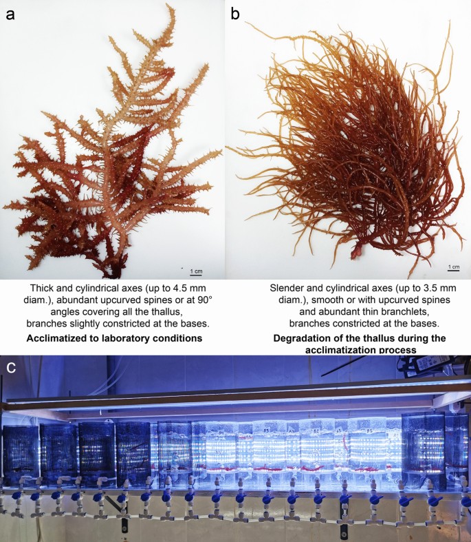 Growth and biochemical composition of the carrageenophyte ...