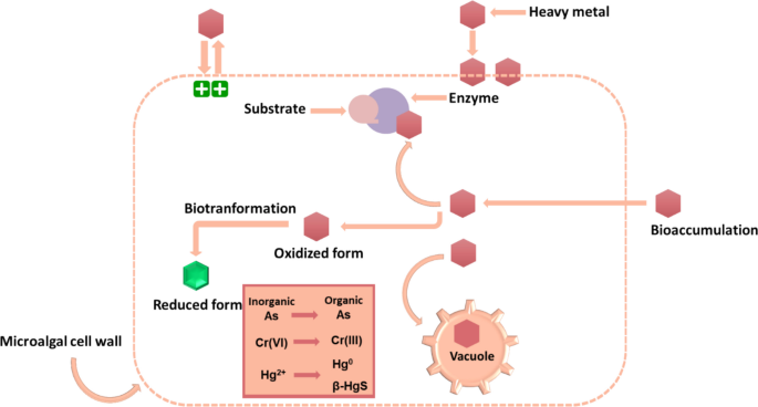 Insights into microalgae-based systems for heavy metal removal ...