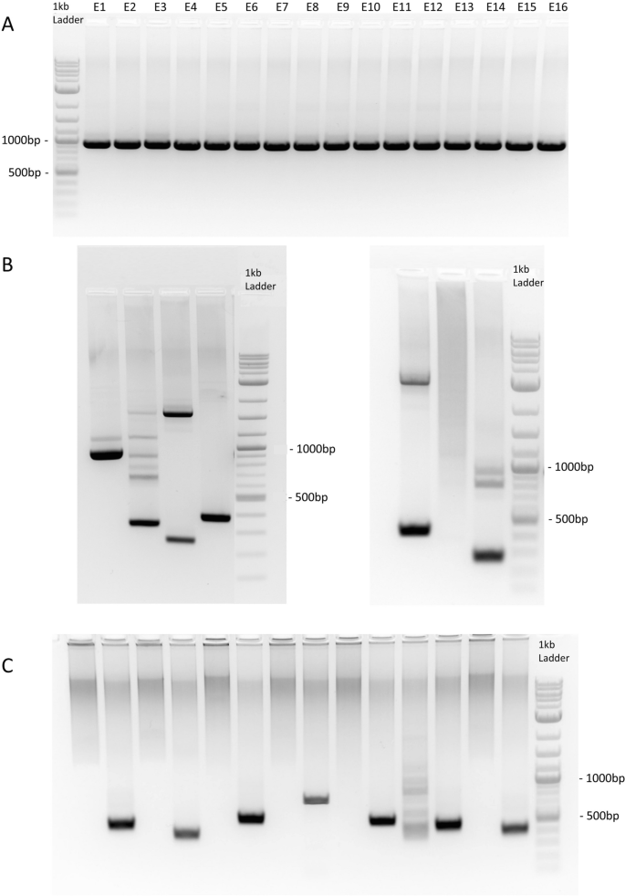 Mapping of long interspersed element-1 (L1) insertions by TIPseq ...