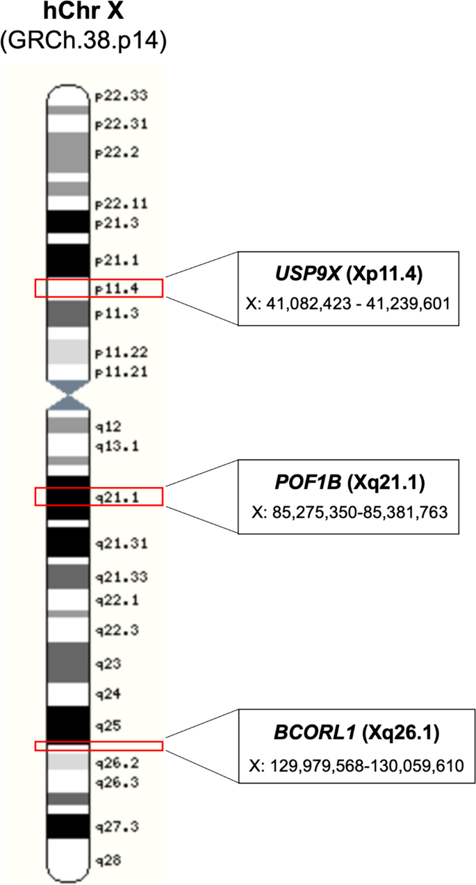 BCORL1, POF1B, and USP9X copy number variation in women with idiopathic ...