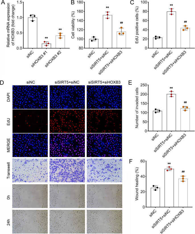 SIRT5 suppresses the trophoblast cell proliferation, invasion, and ...