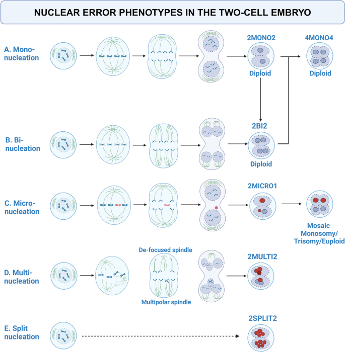 Nuclear error phenotypes in the two-cell embryo are correlated to ...