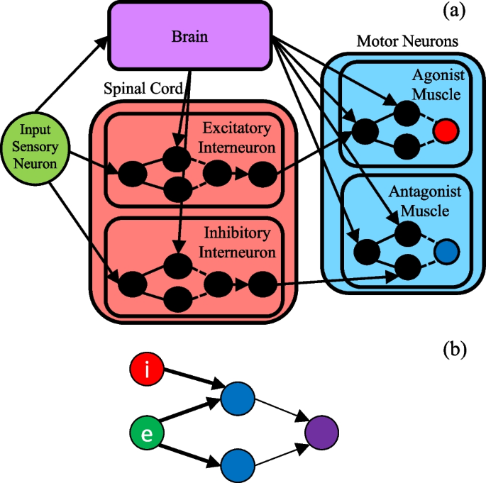 Antiferromagnetic artificial neuron modeling of the withdrawal reflex | Journal of Computational ...